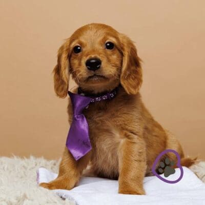 Puppy Testimonials - Mini Golden Retriever | Big Hearted Breeders