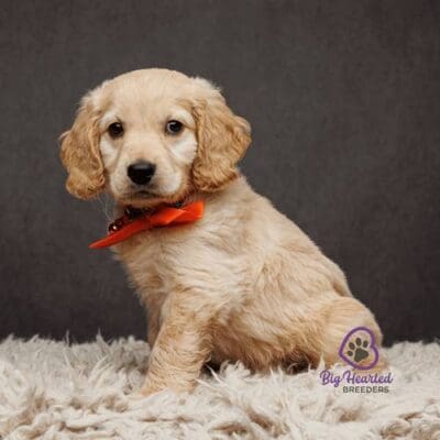 Puppy Testimonials - Mini Golden Retriever | Big Hearted Breeders