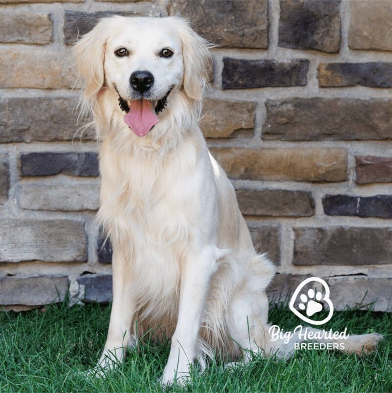 Honey + Newton | Mini Golden Retrievers - Mini Golden Retriever | Big ...