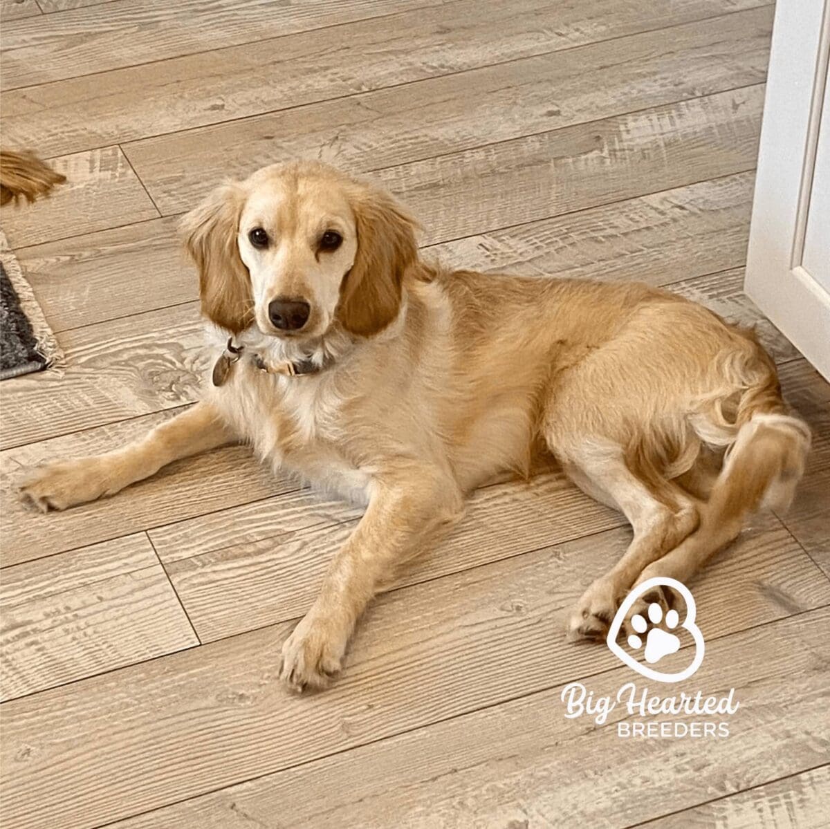 Maggie + Scout | Mini Golden Retrievers - Mini Golden Retriever | Big ...