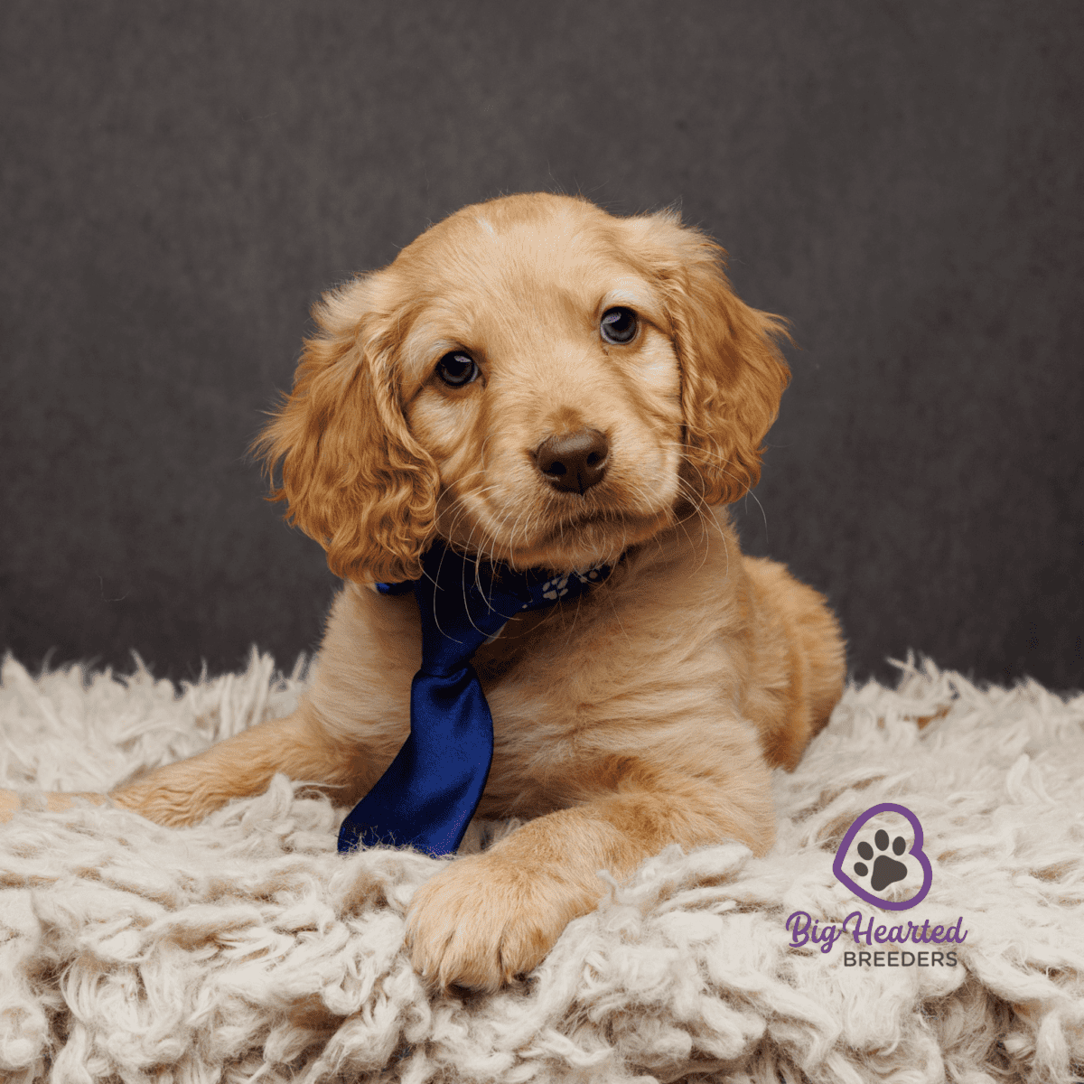 Maggie + Scout | Mini Golden Retrievers - Mini Golden Retriever | Big ...