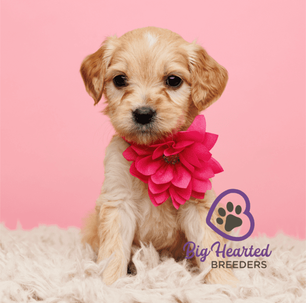 Navy + Johnson | Mini Golden Retrievers - Big Hearted Breeders