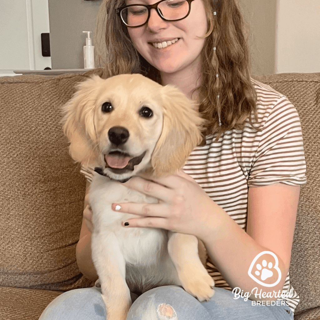 Golden Cocker Retriever- Golden Retriever Cocker Spaniel Mix - Mini ...