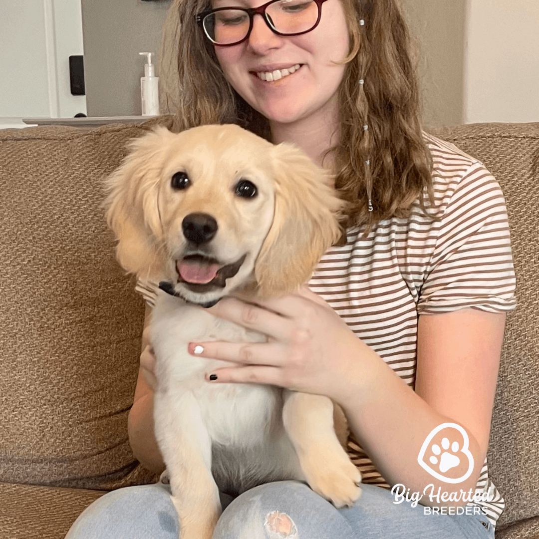 Golden Cocker Retriever- Golden Retriever Cocker Spaniel Mix - Mini ...