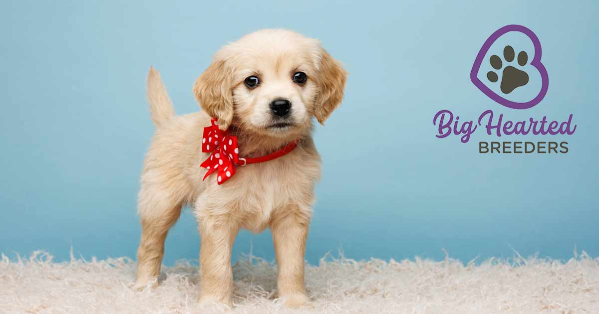 Health Warranty Min Golden Retrievers