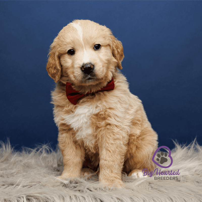 Honey + Newton | Mini Golden Retrievers - Mini Golden Retriever | Big ...