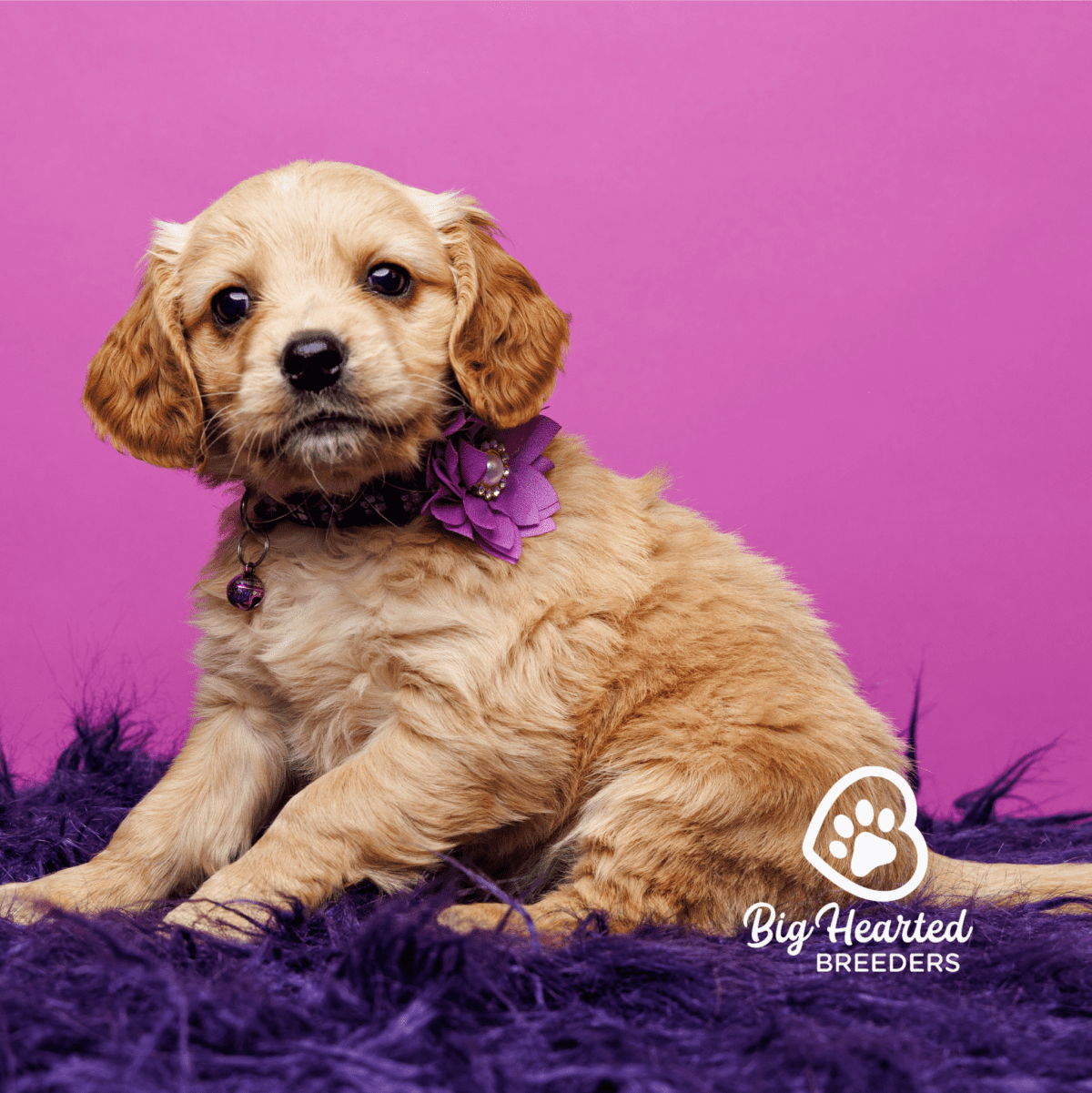 Roxy + Rodeo | Mini Golden Retrievers - Mini Golden Retriever | Big ...