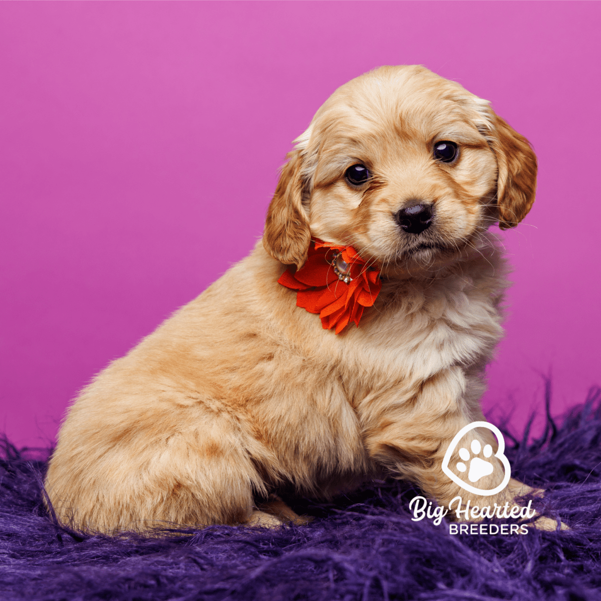 Roxy + Rodeo | Mini Golden Retrievers - Mini Golden Retriever | Big ...