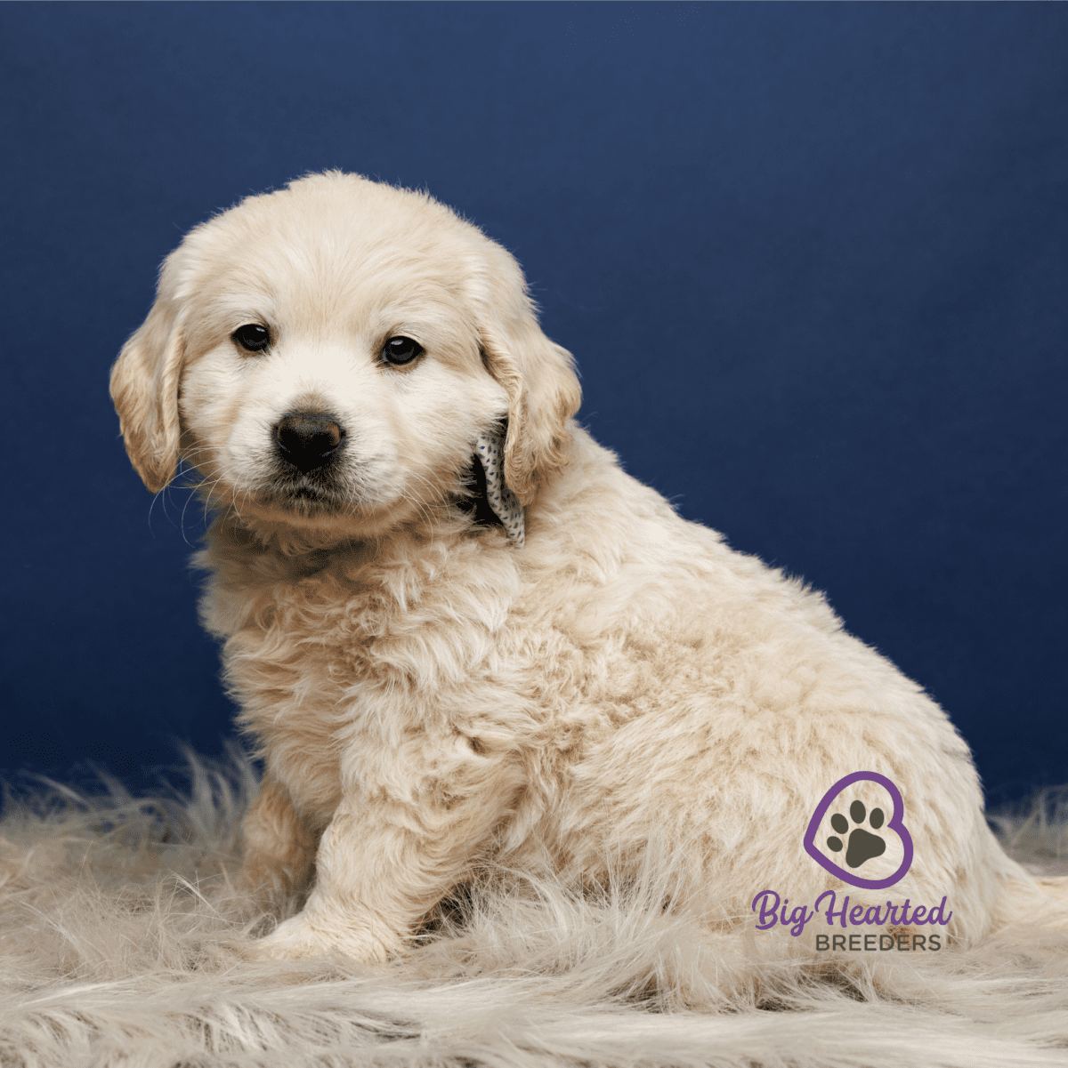 Honey + Newton | Mini Golden Retrievers - Mini Golden Retriever | Big Hearted Breeders