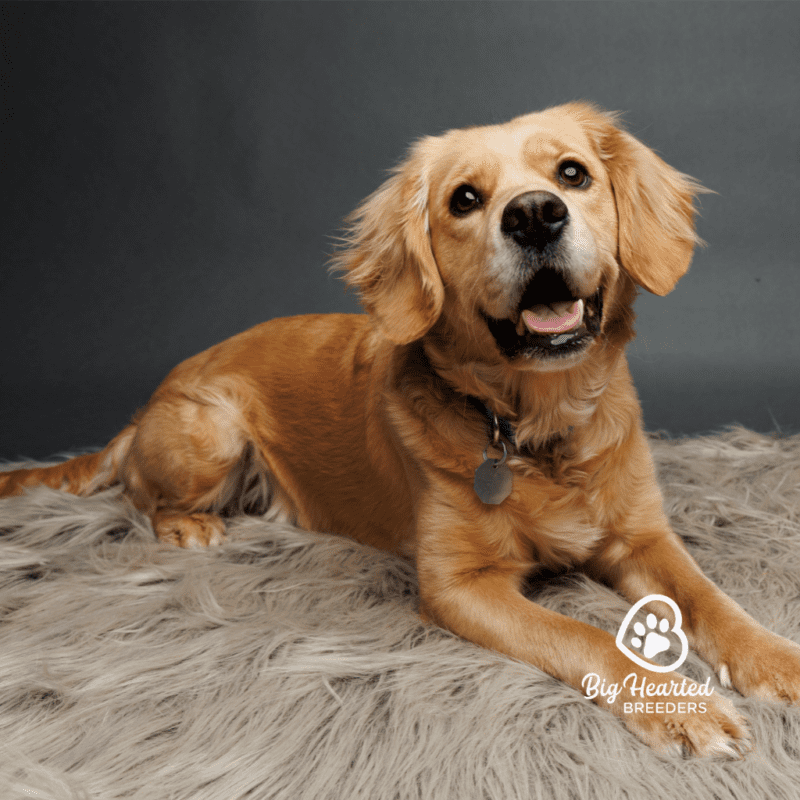 Nova and Shawn and Gus| Mini Golden Retrievers - Mini Golden Retriever ...