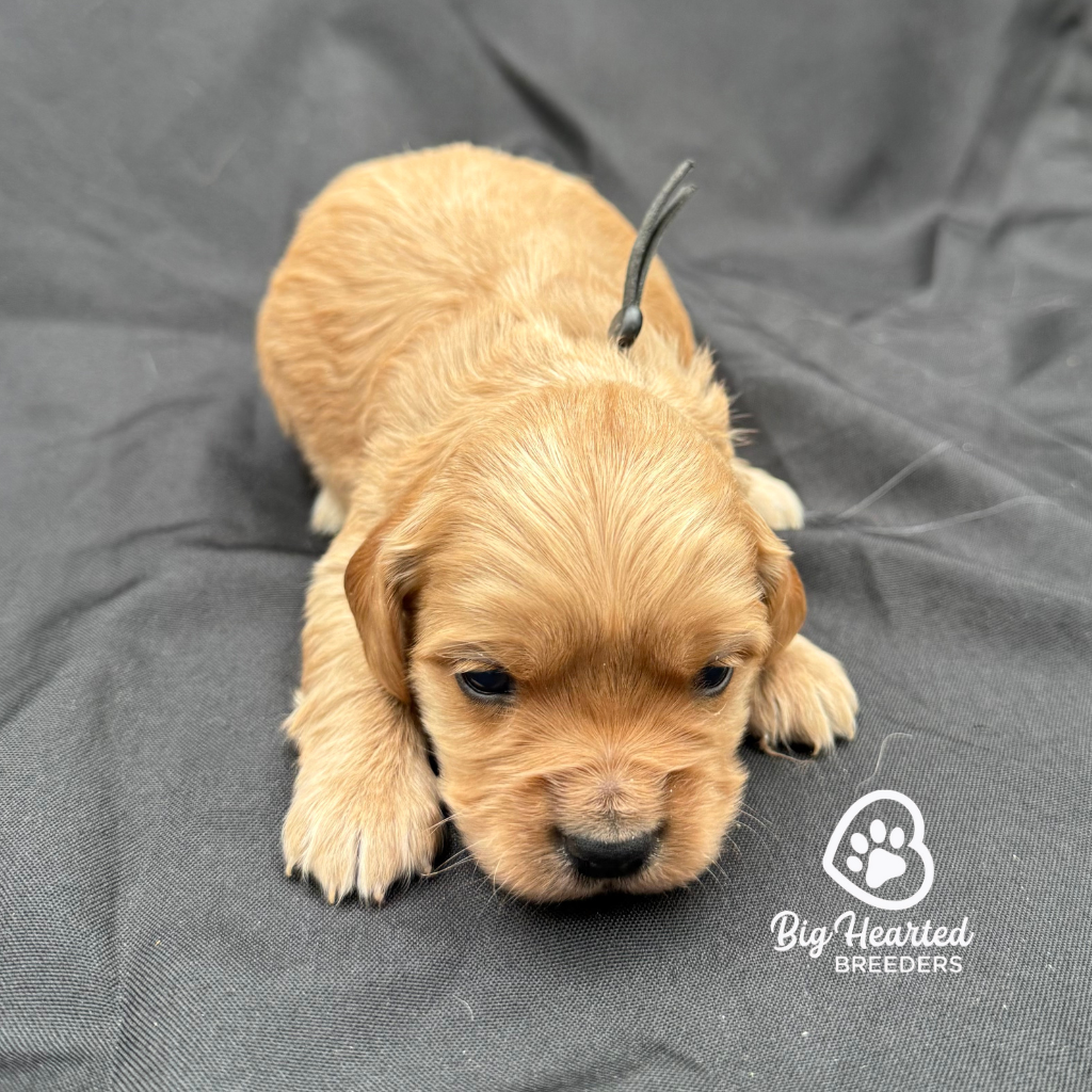 Miniature Golden Retriever Characteristics and Facts