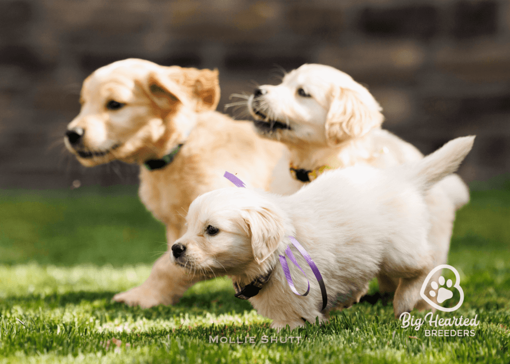 What are Golden Minis/ Mini Golden Retrievers? - Mini Golden Retriever ...