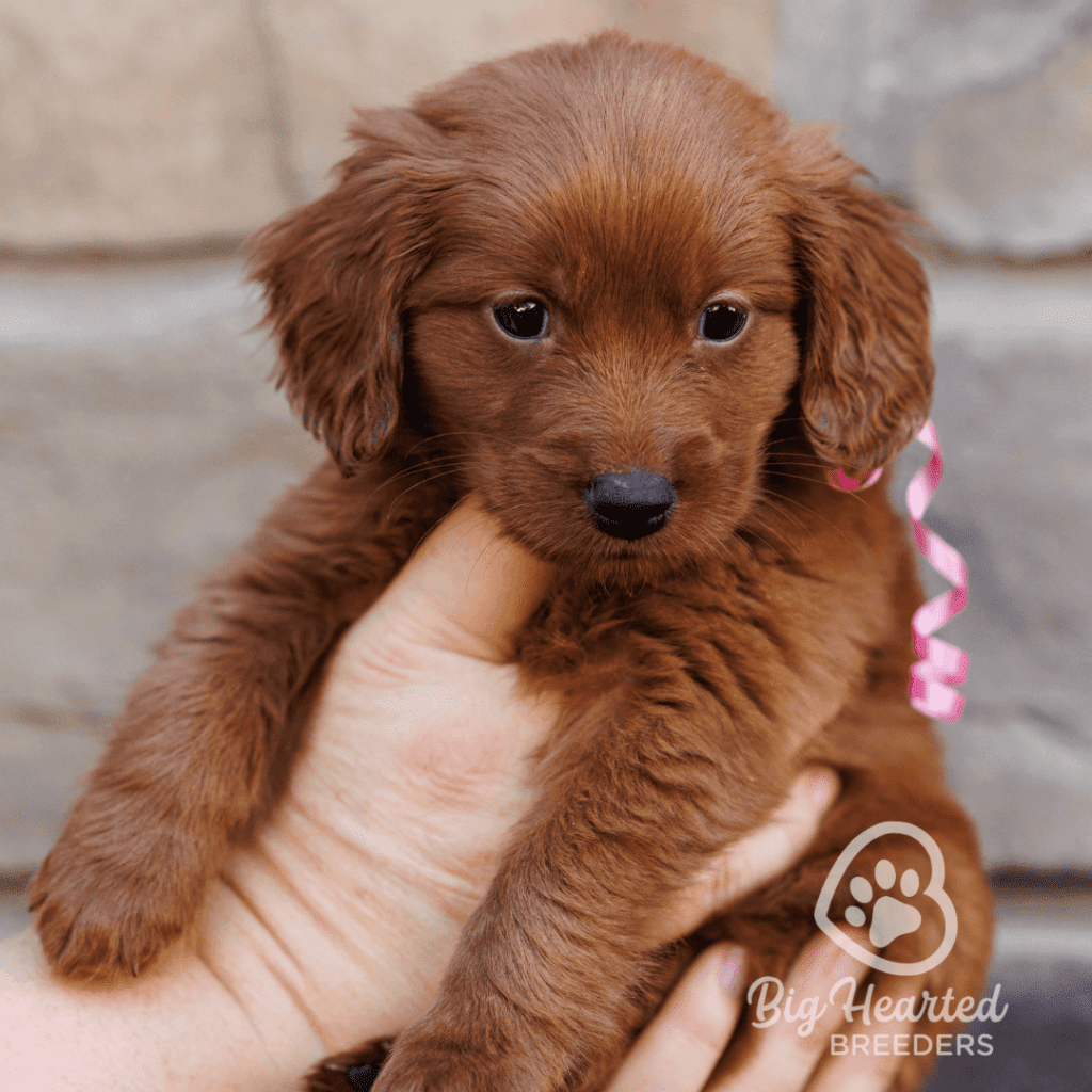 What are Golden Minis/ Mini Golden Retrievers? - Mini Golden Retriever ...