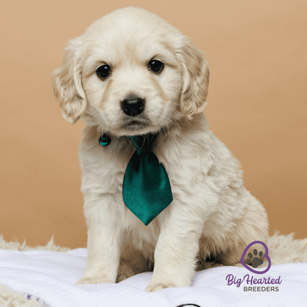 Golden Cocker Retriever- Golden Retriever Cocker Spaniel Mix - Mini ...