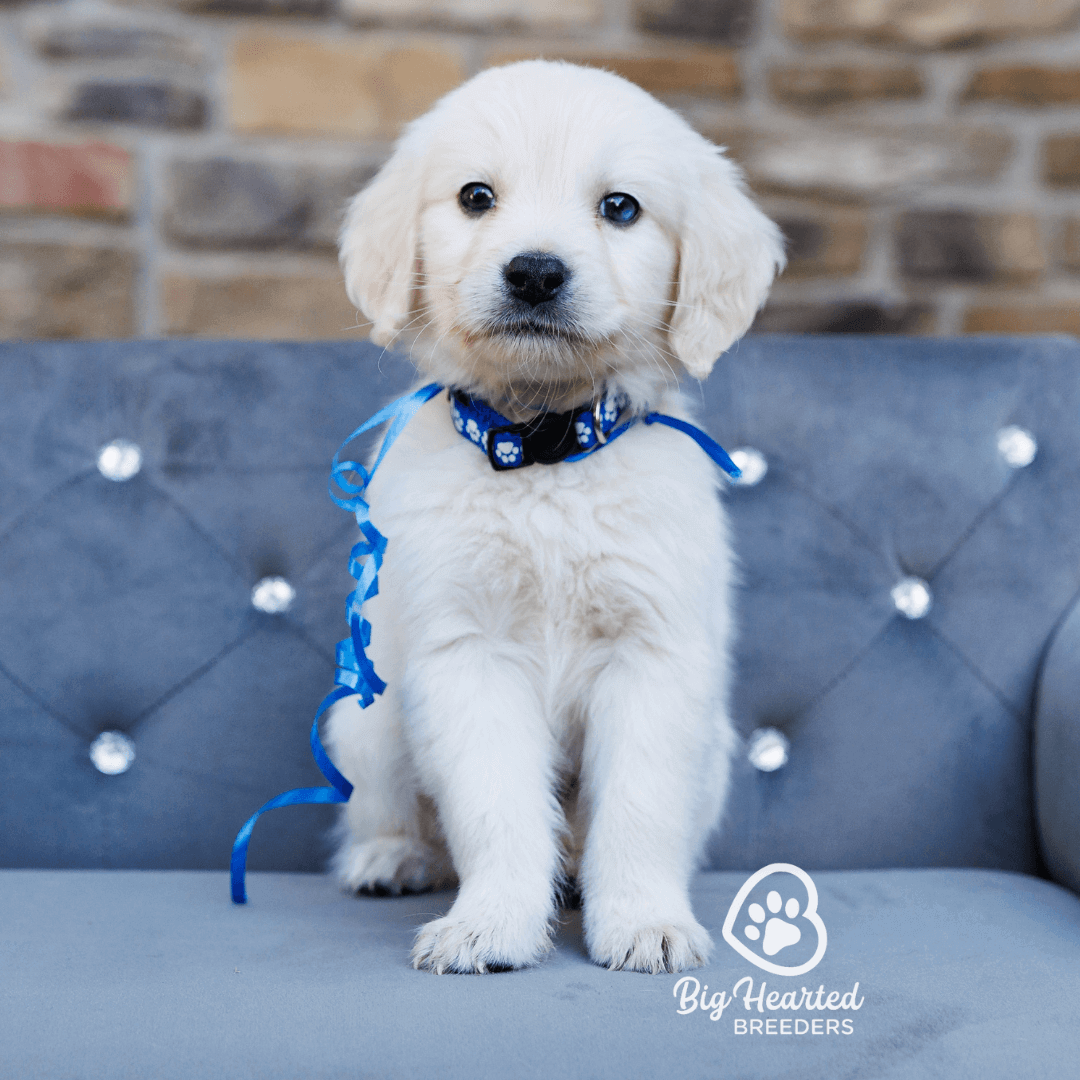 What are Golden Minis/ Mini Golden Retrievers? - Mini Golden Retriever ...