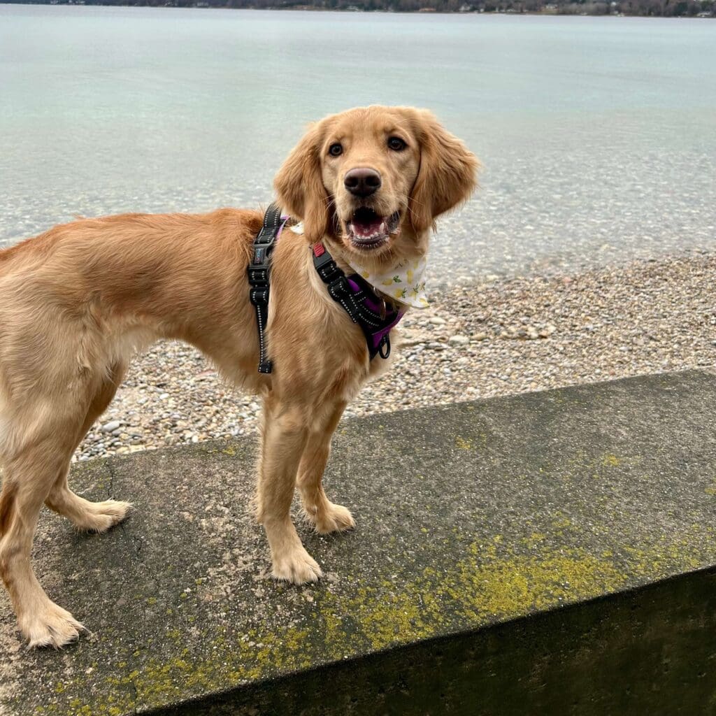 What Is a Golden Cocker Retriever/Mini Golden Retriever? - Mini Golden ...