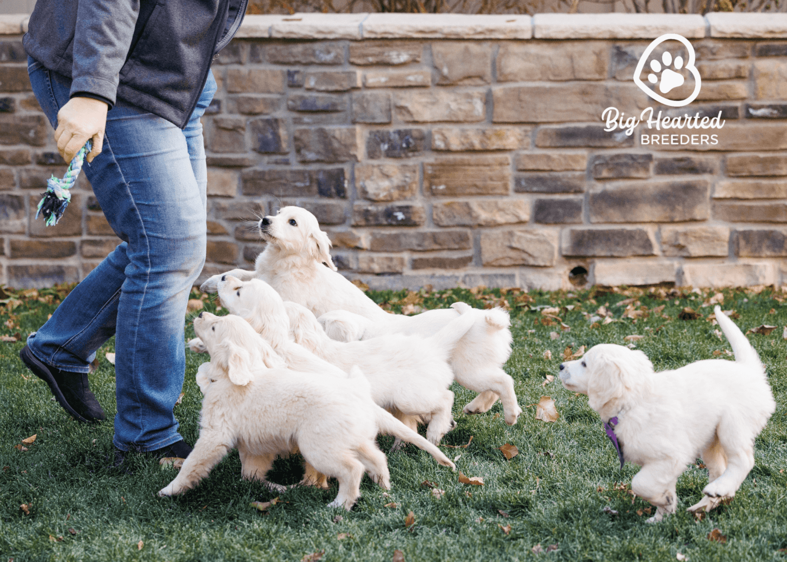 What are Golden Minis/ Mini Golden Retrievers? - Mini Golden Retriever ...