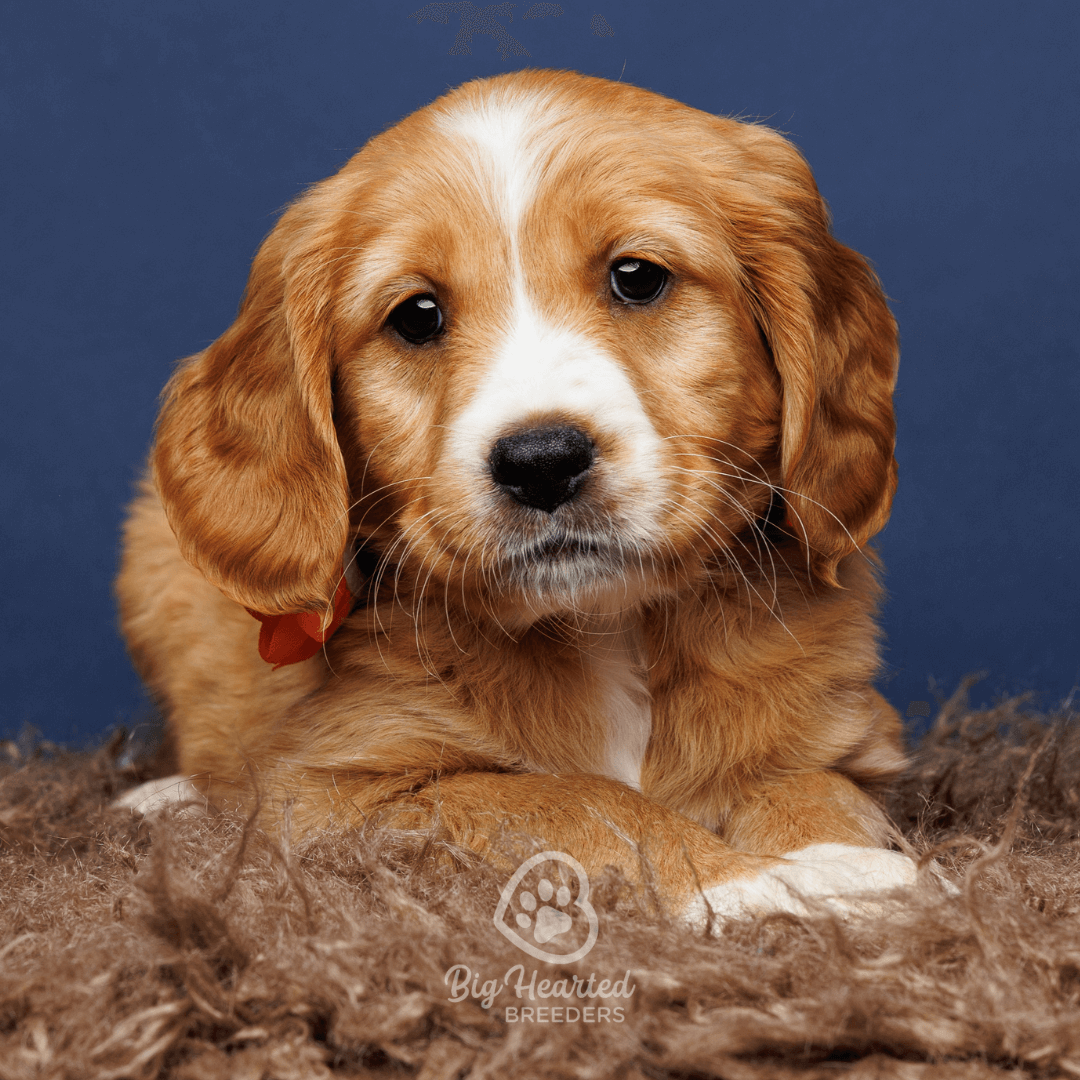 What are Golden Minis/ Mini Golden Retrievers? - Mini Golden Retriever ...