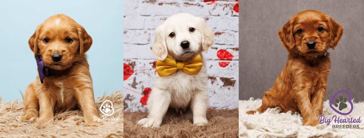 Mini Golden Retriever | Big Hearted Breeders