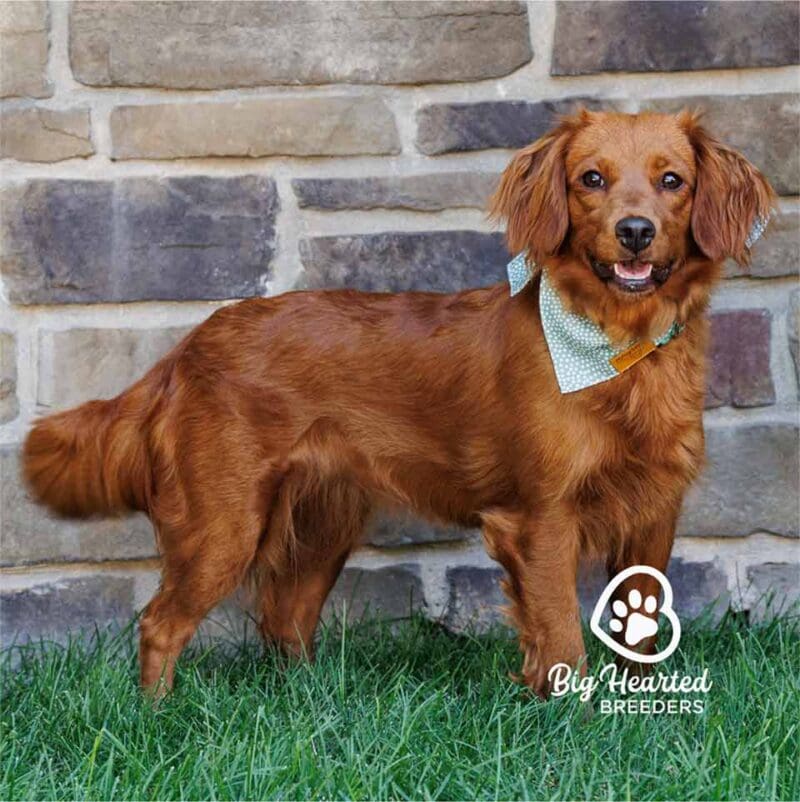 Mini Golden Retriever | Big Hearted Breeders