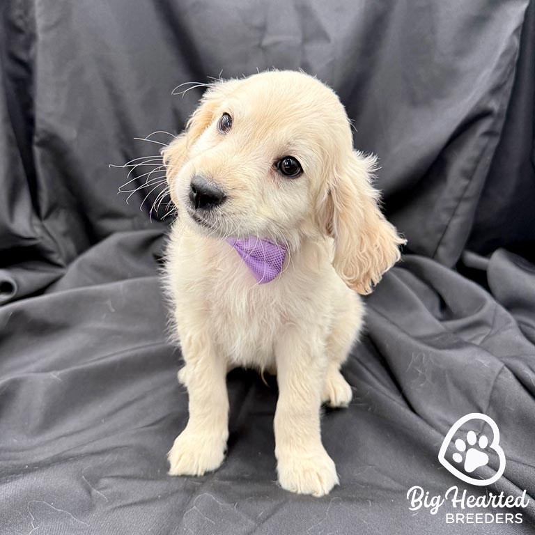 Miniature Golden Retriever Characteristics and Facts
