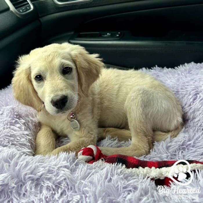 Miniature Golden Retriever Characteristics and Facts