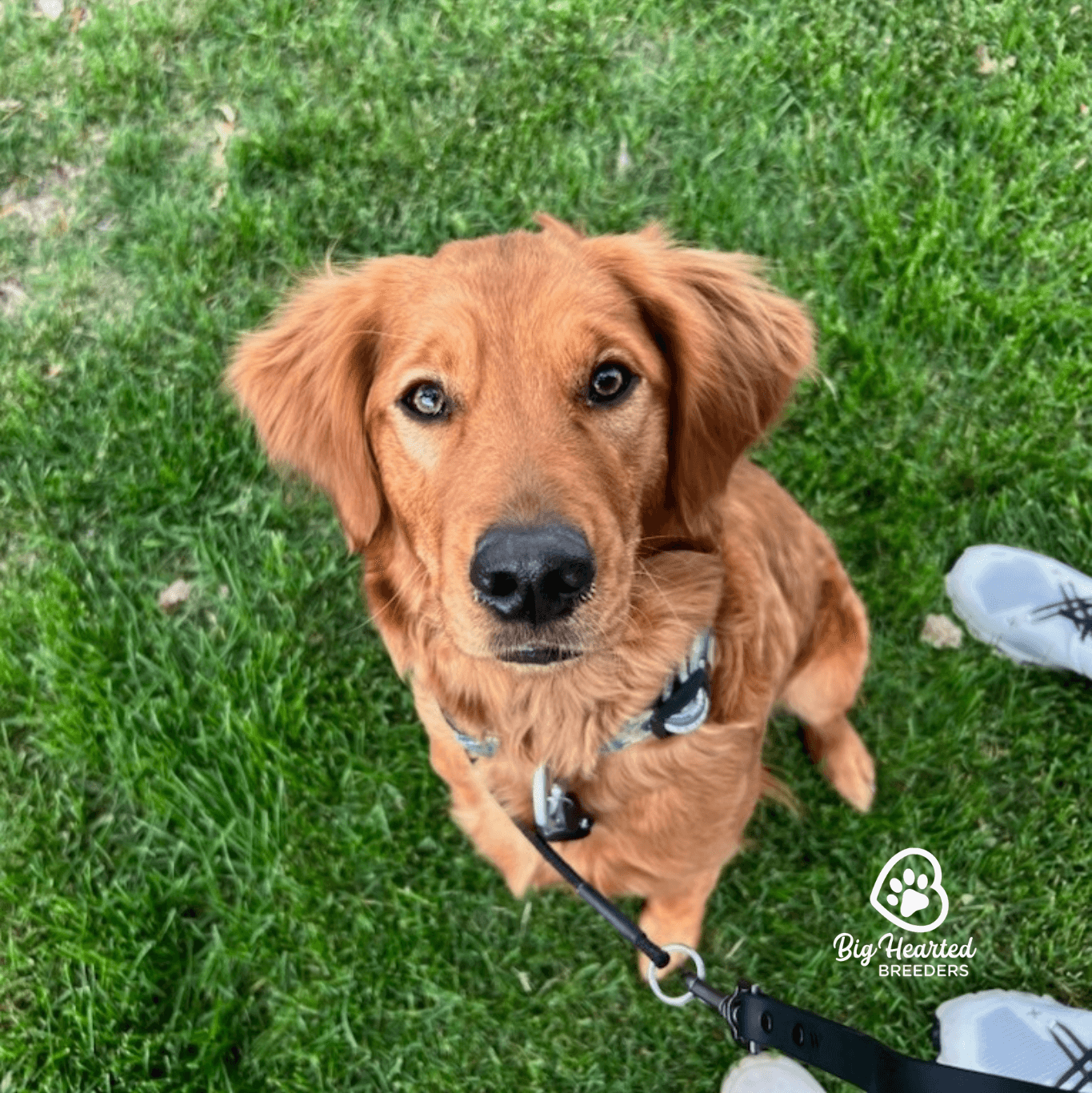 Tiny Golden Retrievers: Understanding the Size Range