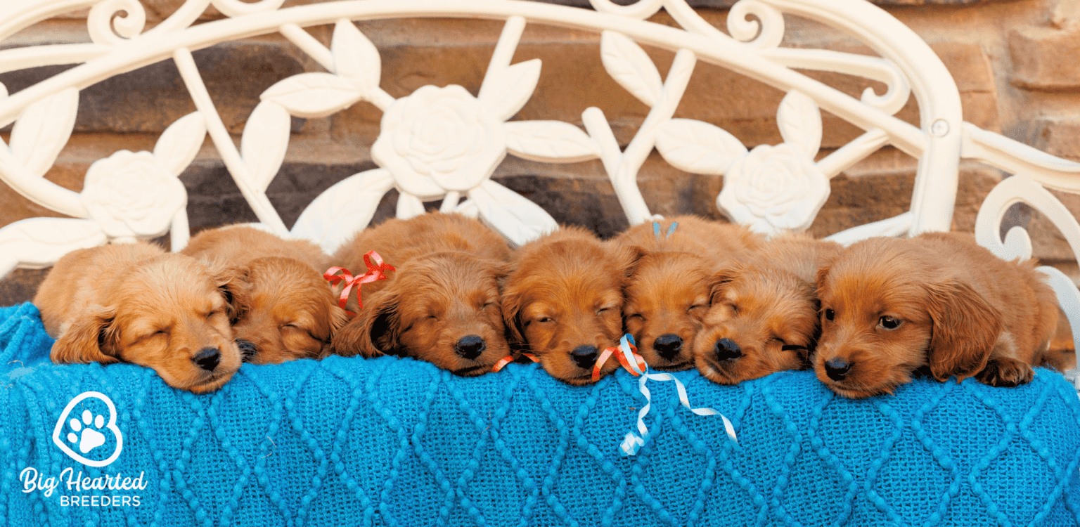 What are Golden Minis/ Mini Golden Retrievers? - Mini Golden Retriever ...