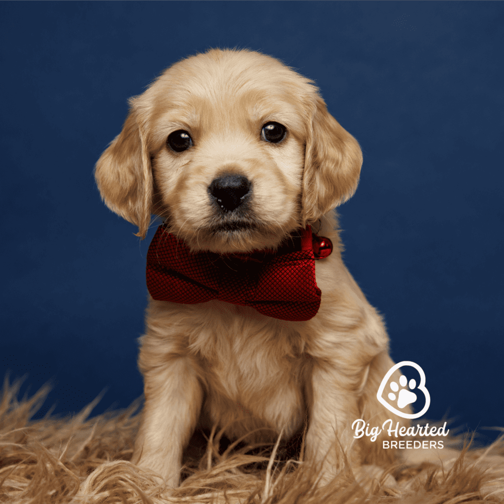 Mini Golden Retriever Coat Types