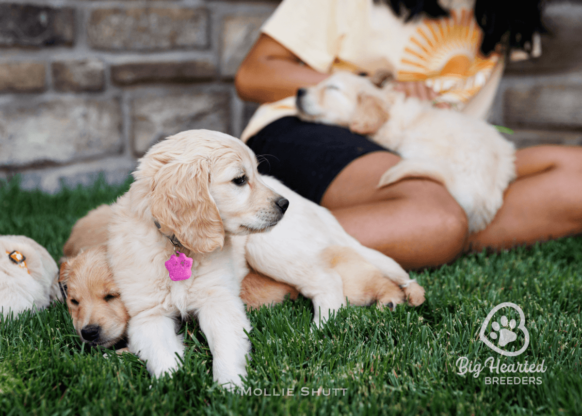 What are Golden Minis/ Mini Golden Retrievers? - Mini Golden Retriever ...