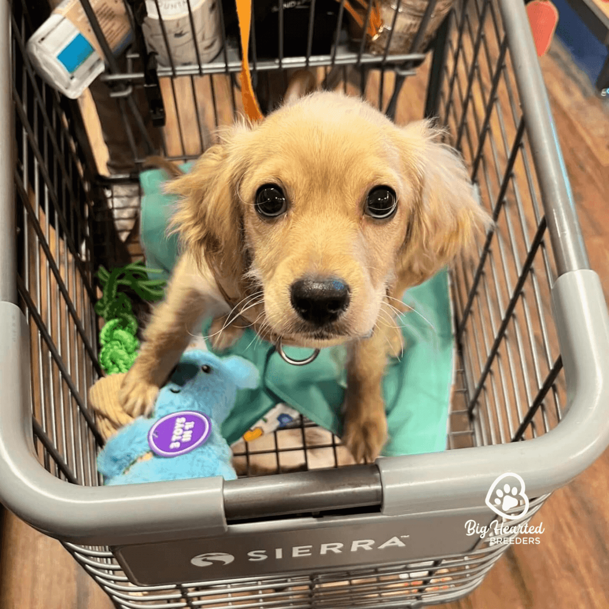 Tiny Golden Retrievers: Understanding the Size Range