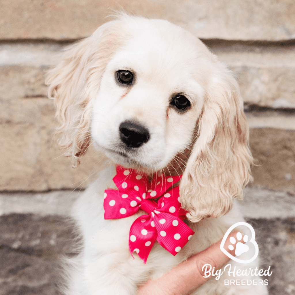 Golden Cocker Retriever- Golden Retriever Cocker Spaniel Mix - Mini ...