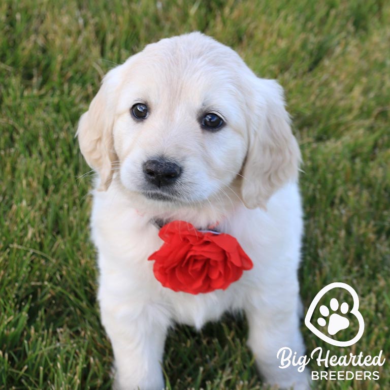 Mini Golden Retriever Breeders - Where Can I Find A Mini Golden Retriever?