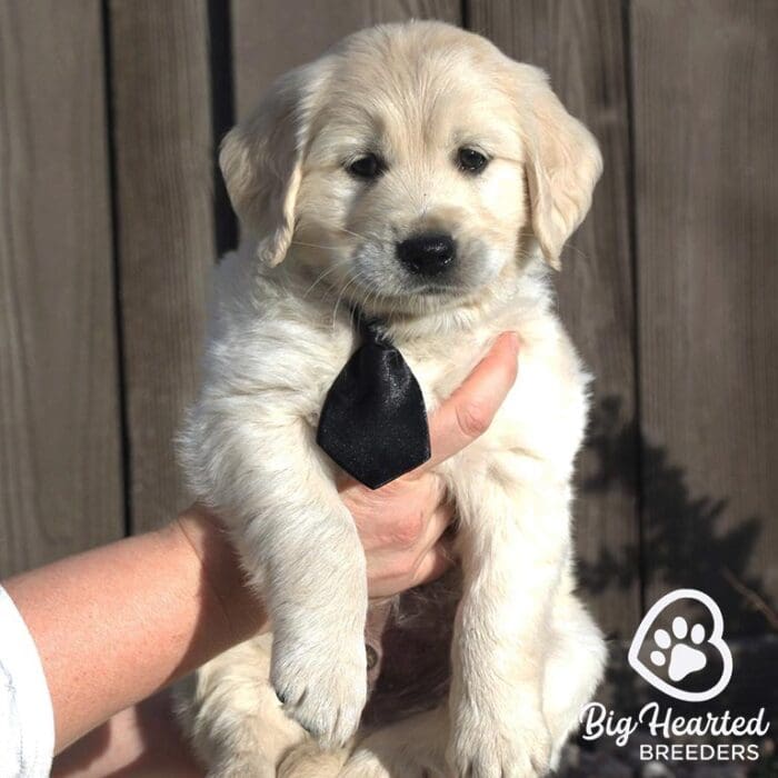 Are Mini Golden Retrievers Easy to Train? - Mini Golden Retriever | Big ...