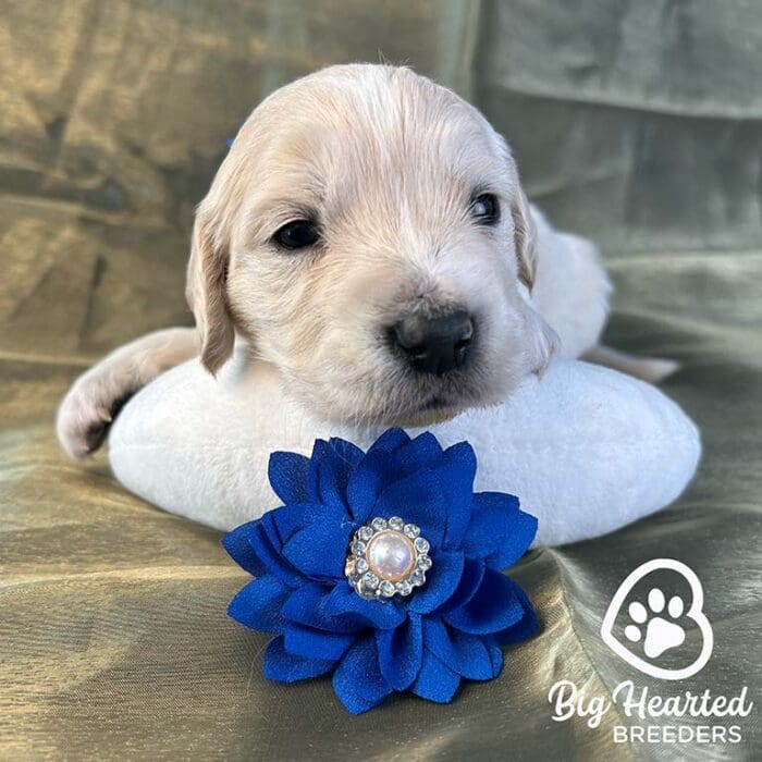 Mini Golden Retriever Puppies For Sale: A Smaller Take on Big Golden ...