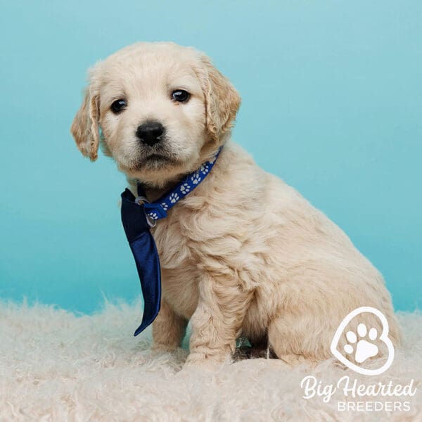 Mini Golden Retriever Puppies For Sale: A Smaller Take on Big Golden ...