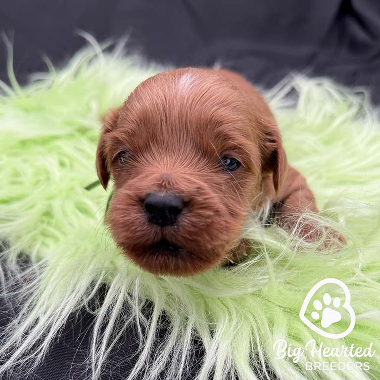 Mini Golden Retriever Puppies For Sale: A Smaller Take on Big Golden ...