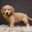 How Big Do Mini Golden Retrievers Get? Size & Weight Explained
