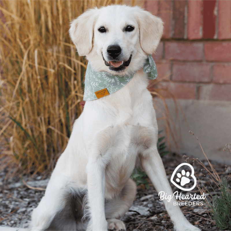 Coconut + Calix | Mini Golden Retrievers - Mini Golden Retriever | Big ...