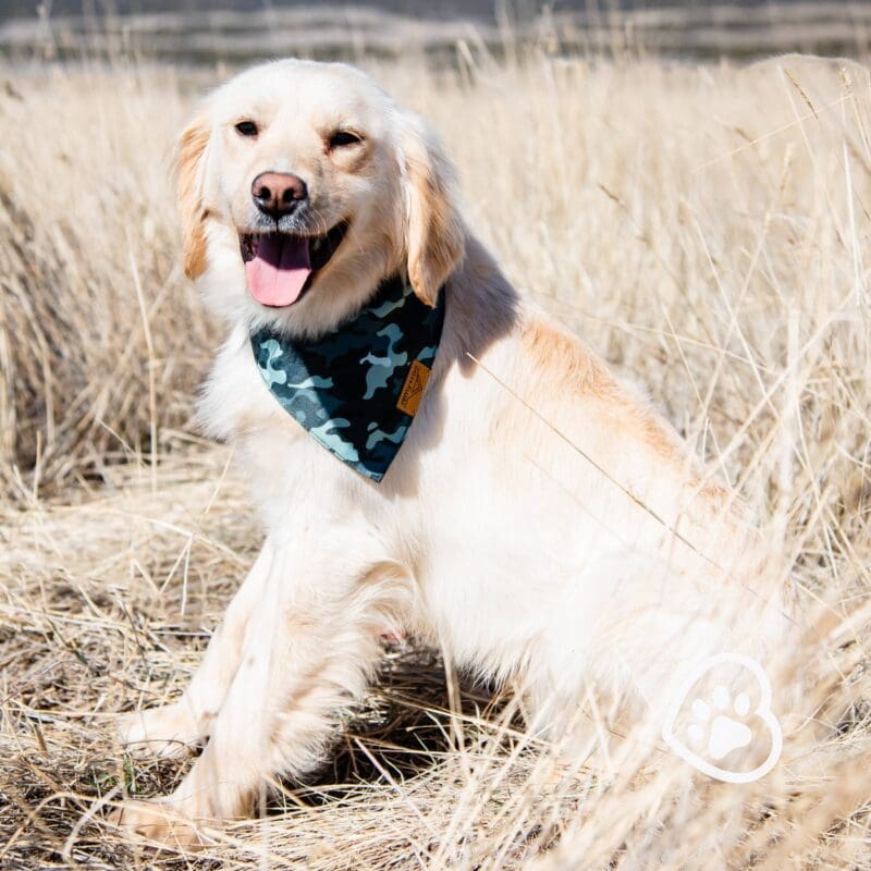Roxy + Perry | Mini Golden Retrievers - Mini Golden Retriever | Big ...