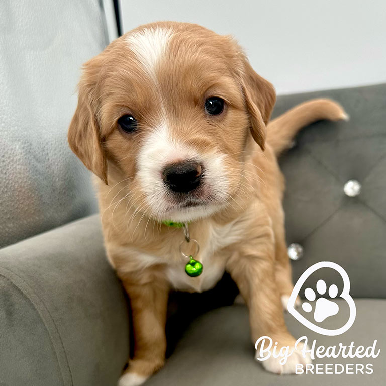 21 Facts About Teacup Mini Golden Retrievers That Will Make You Say ...