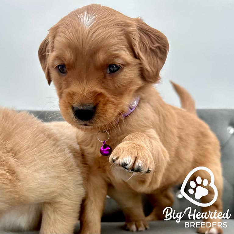21 Facts About Teacup Mini Golden Retrievers That Will Make You Say ...