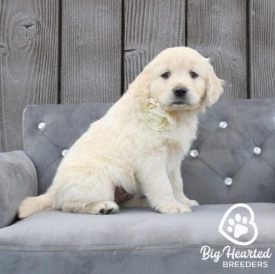 Mini Golden Retriever Puppies: What to Expect from These Adorable ...