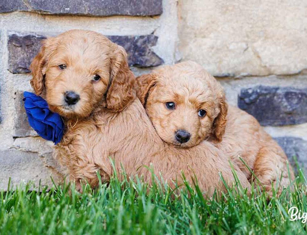 Are Mini Golden Retrievers Hypoallergenic?