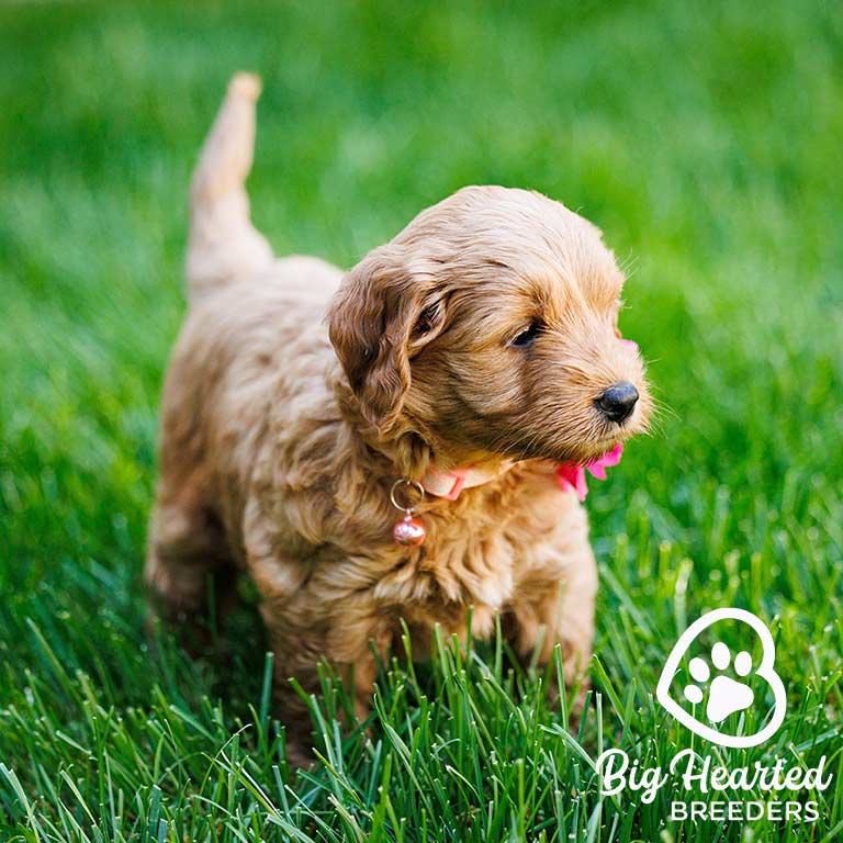21 Facts About Teacup Mini Golden Retrievers That Will Make You Say ...