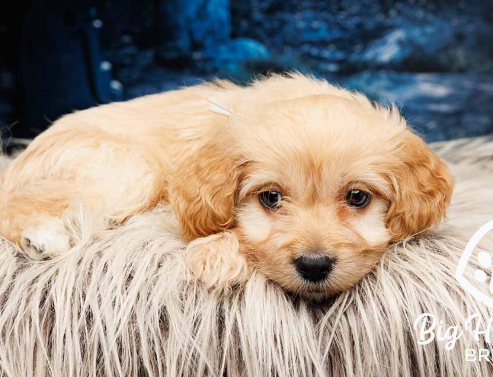 What are Golden Minis/ Mini Golden Retrievers? - Mini Golden Retriever ...