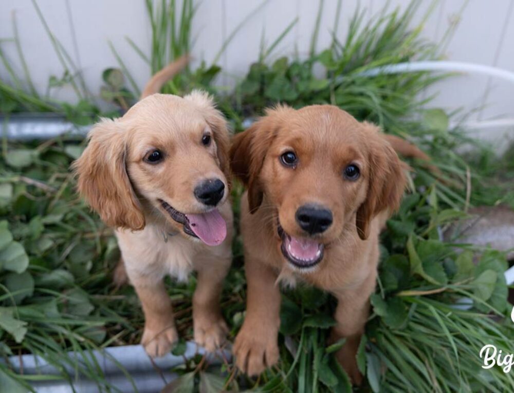 21 Facts About Teacup Mini Golden Retrievers That Will Make You Say ...
