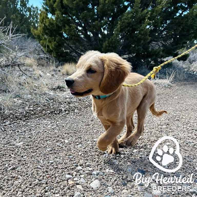 50 Reasons to Buy a Mini Golden Retriever