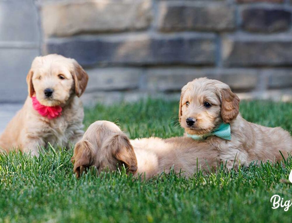 21 Facts About Teacup Mini Golden Retrievers That Will Make You Say ...