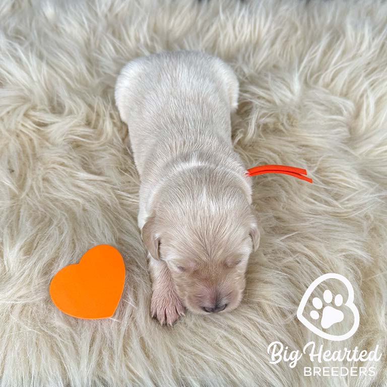 What’s That Sound? A Guide to the Different Types of Dog Barks